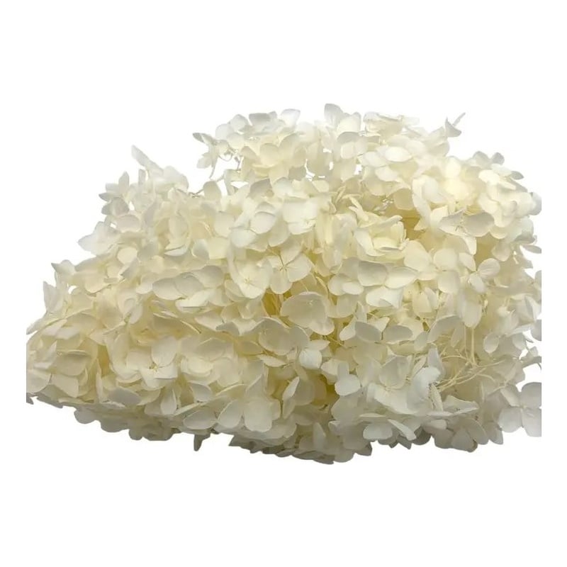 Bergamo Art Preserved Anna Hydrangea(Box) in White | Cymax Business