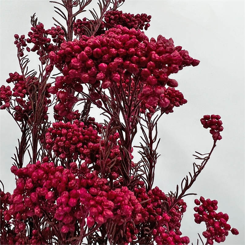 Bergamo Art Bundle of 4 Preserved Millet Rice Flower in Red | Cymax ...