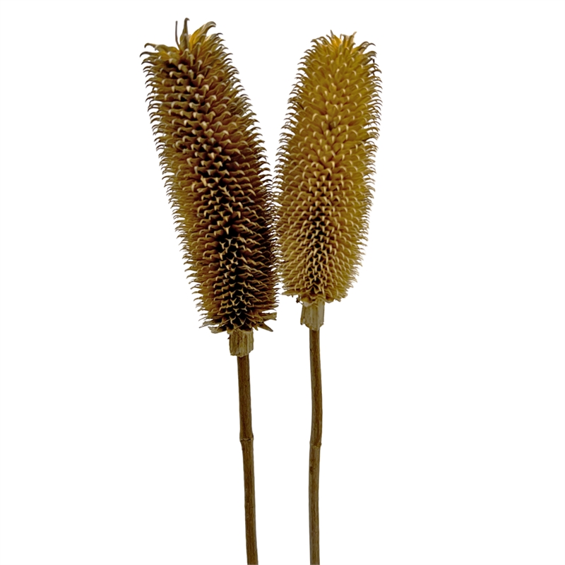 Bergamo Art Bundle of 4 Dried Dipsacus Sativus Teasel 20-24 inch long ...